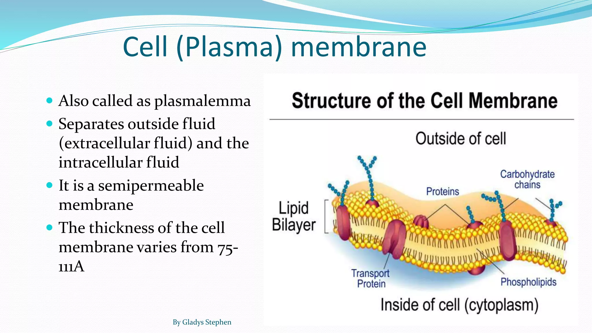 Cell physiology | PPTX