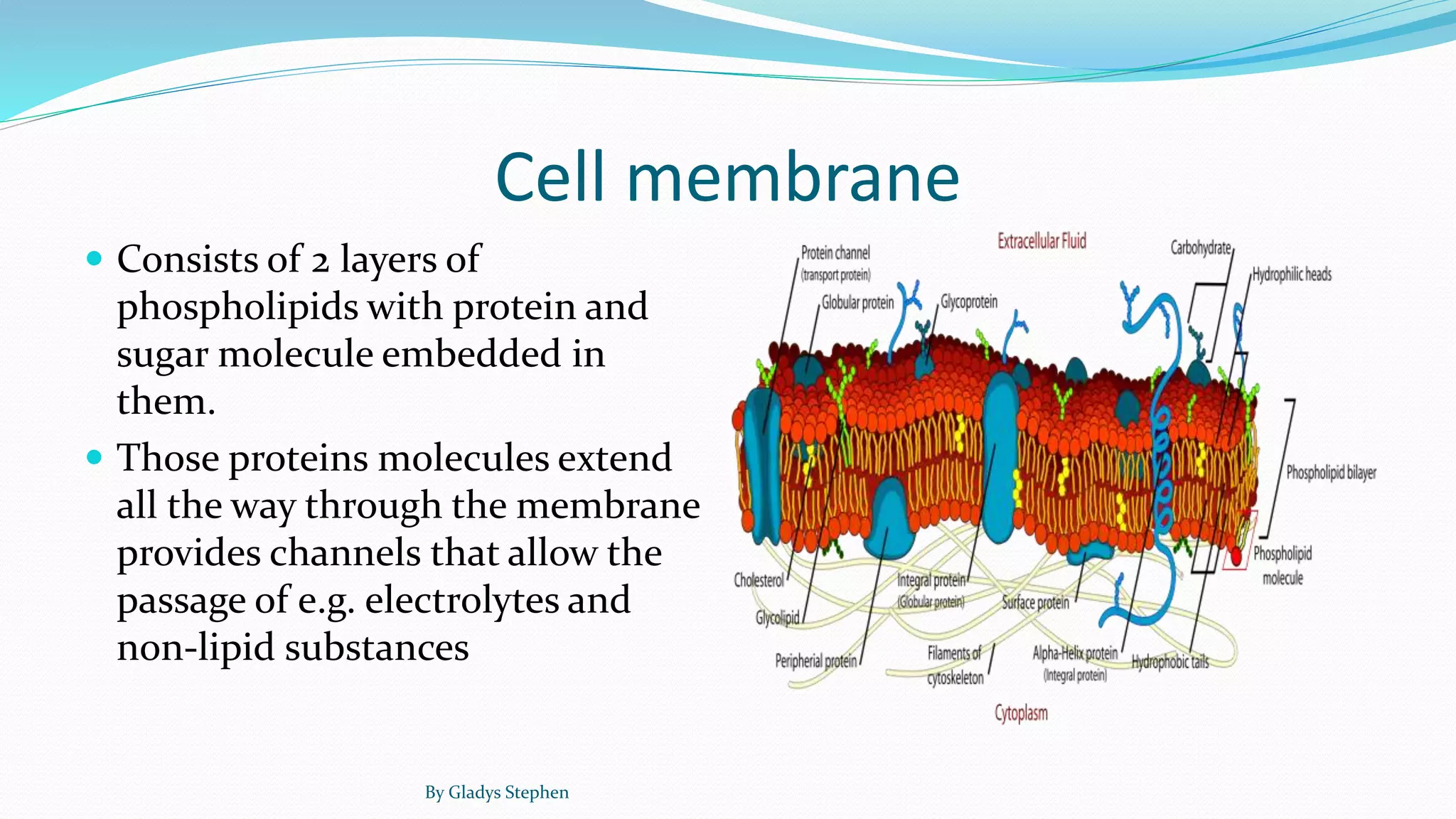 Cell physiology | PPTX
