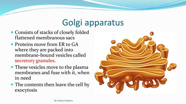 Cell physiology | PPTX