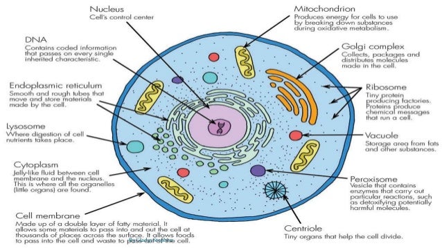 Cell physiology