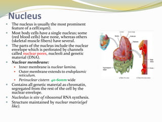 cell physiology.pptx
