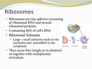 cell physiology.pptx