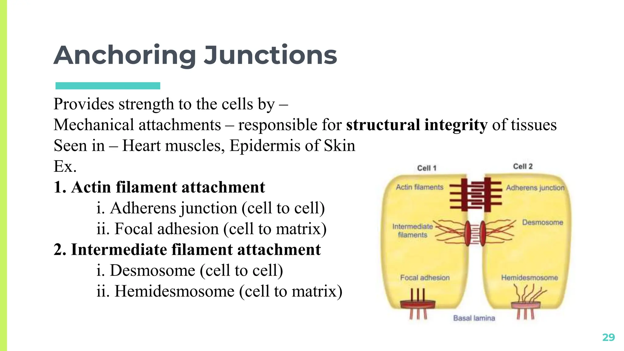 INTRODUCTION TO BASICS OF HUMAN CELL PHYSIOLOGY | PPTX