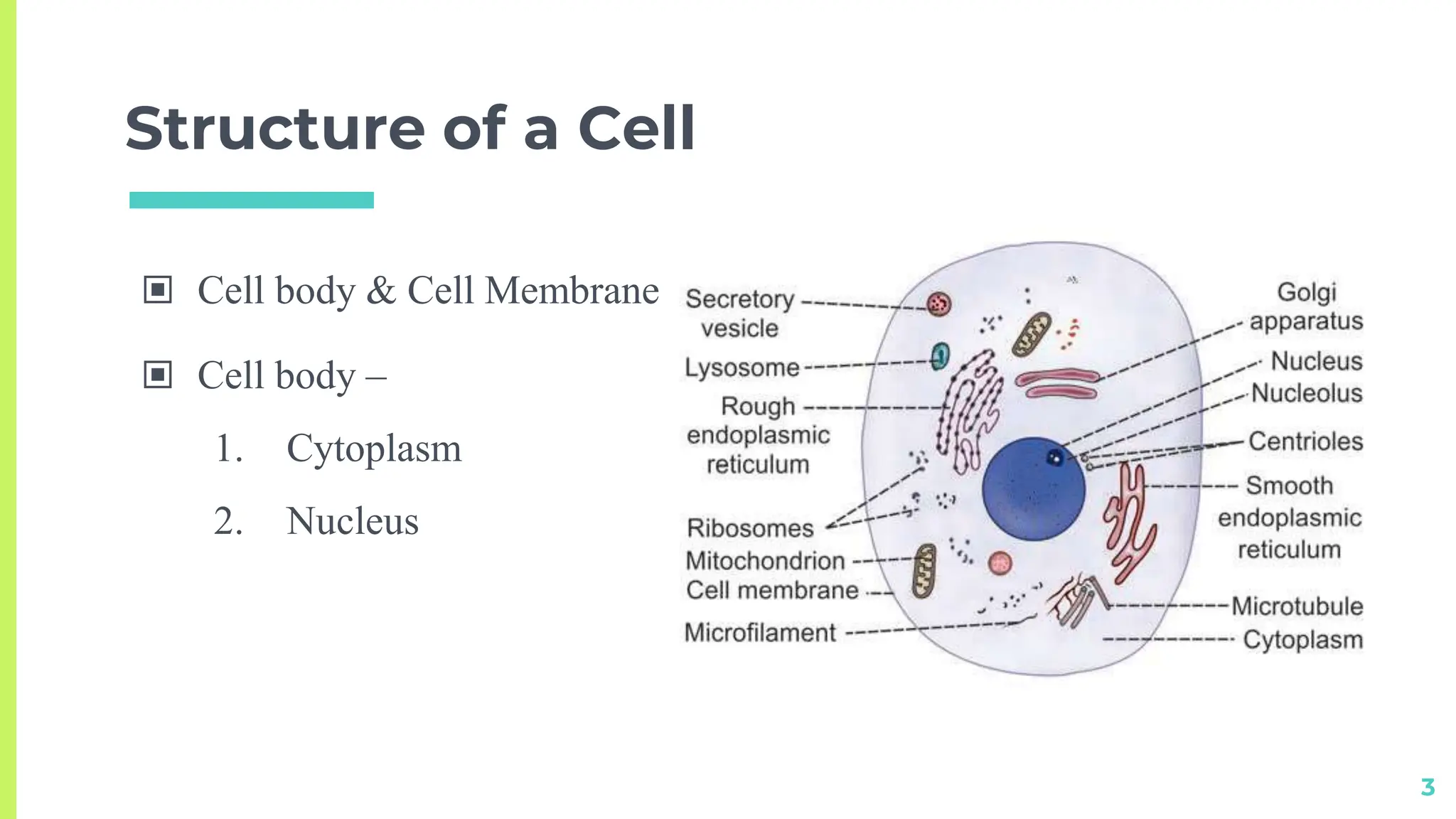 INTRODUCTION TO BASICS OF HUMAN CELL PHYSIOLOGY | PPTX