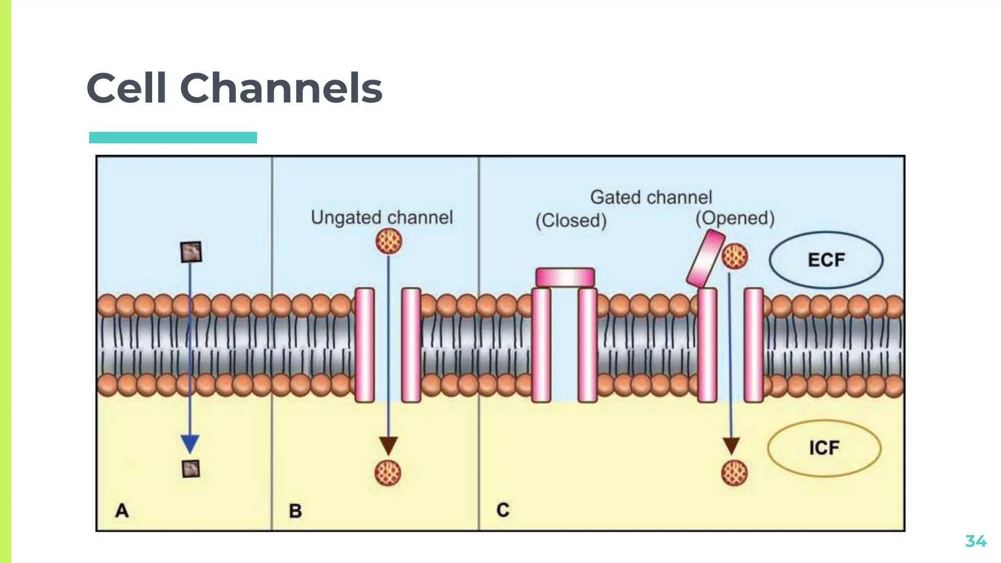 INTRODUCTION TO BASICS OF HUMAN CELL PHYSIOLOGY | PPTX