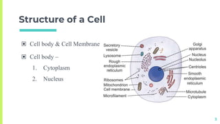 INTRODUCTION TO BASICS OF HUMAN CELL PHYSIOLOGY | PPTX