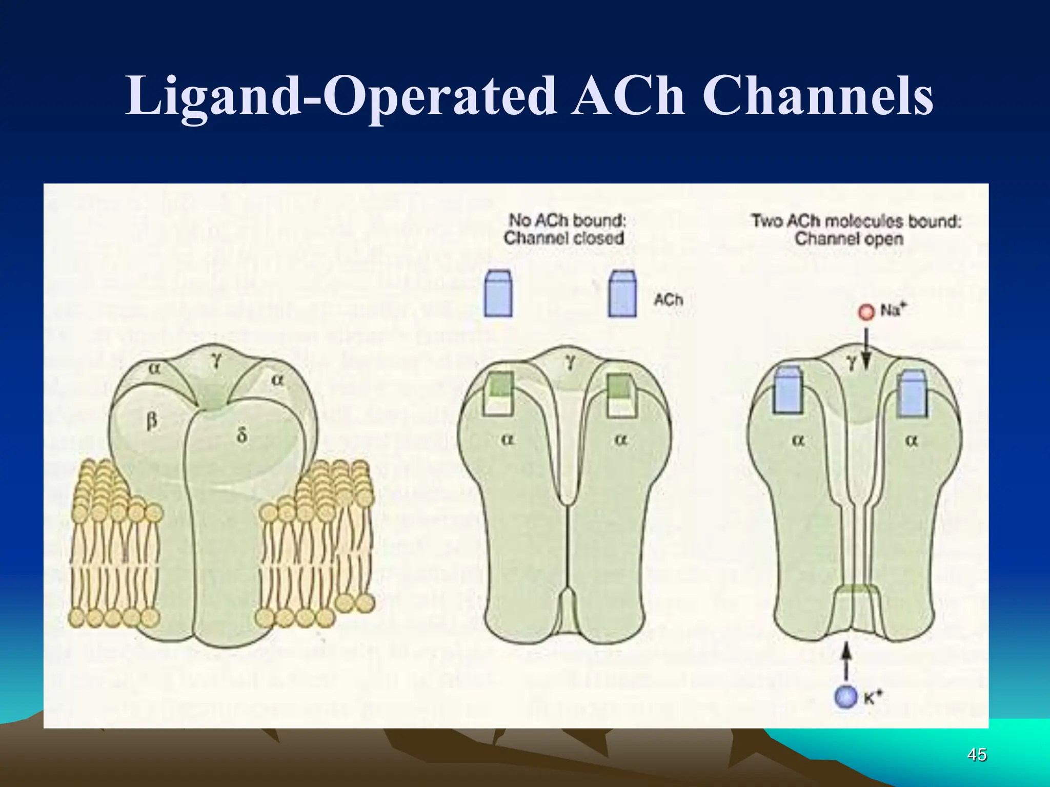 general physiology for pharmacy students cell physiology | PPT