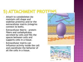 Cell plasma membrane | PPT
