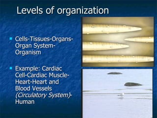 Cell power point | PPT | Biological Sciences | Science