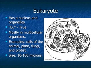 Cell power point | PPT | Biological Sciences | Science