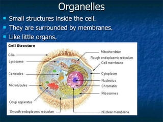Cell power point | PPT | Biological Sciences | Science