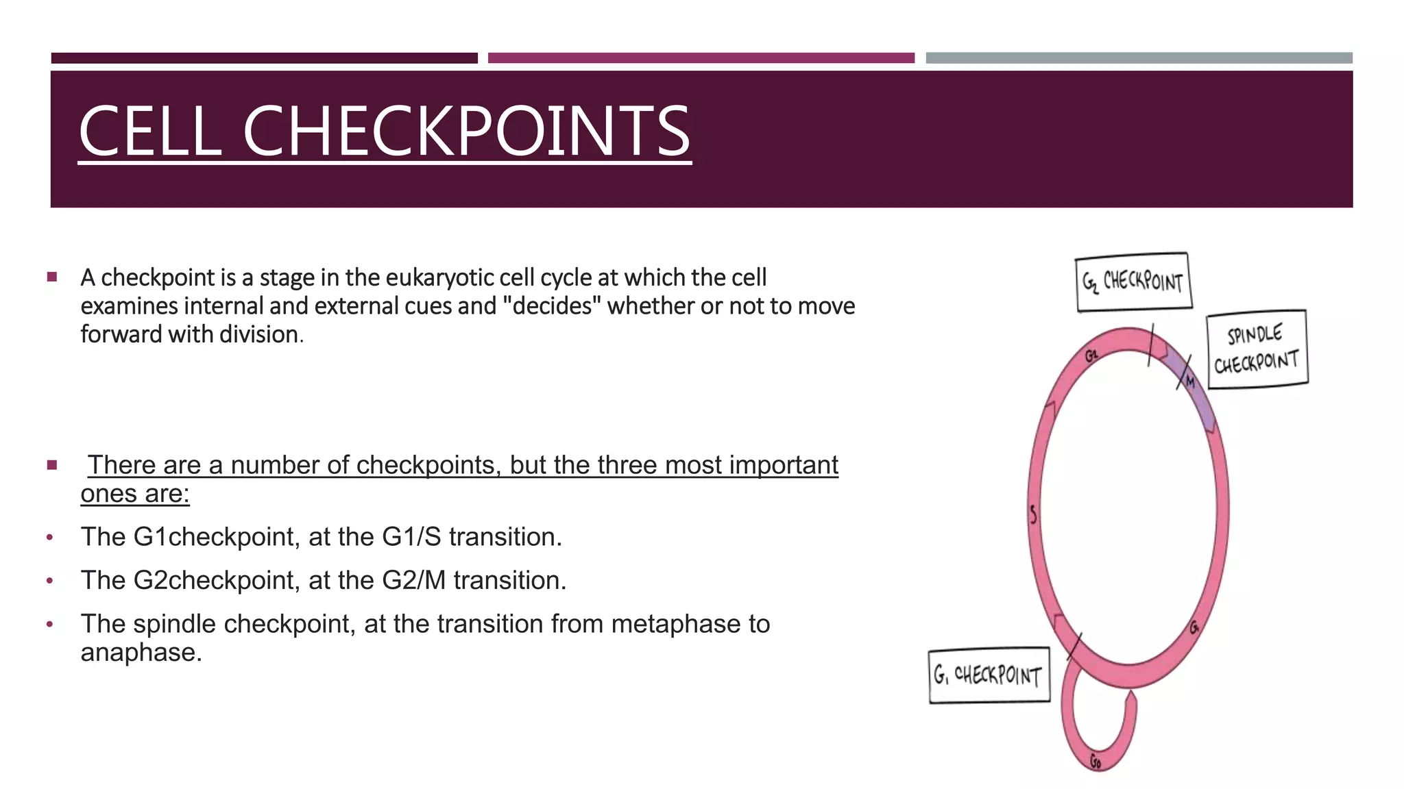 cell cycle , cell checkpoints , cell cycle regulators | PPTX