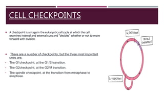 cell cycle , cell checkpoints , cell cycle regulators | PPTX ...