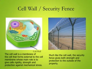 Cell presentation | PPTX