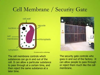 Cell presentation | PPTX