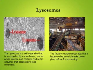 Cell presentation | PPTX