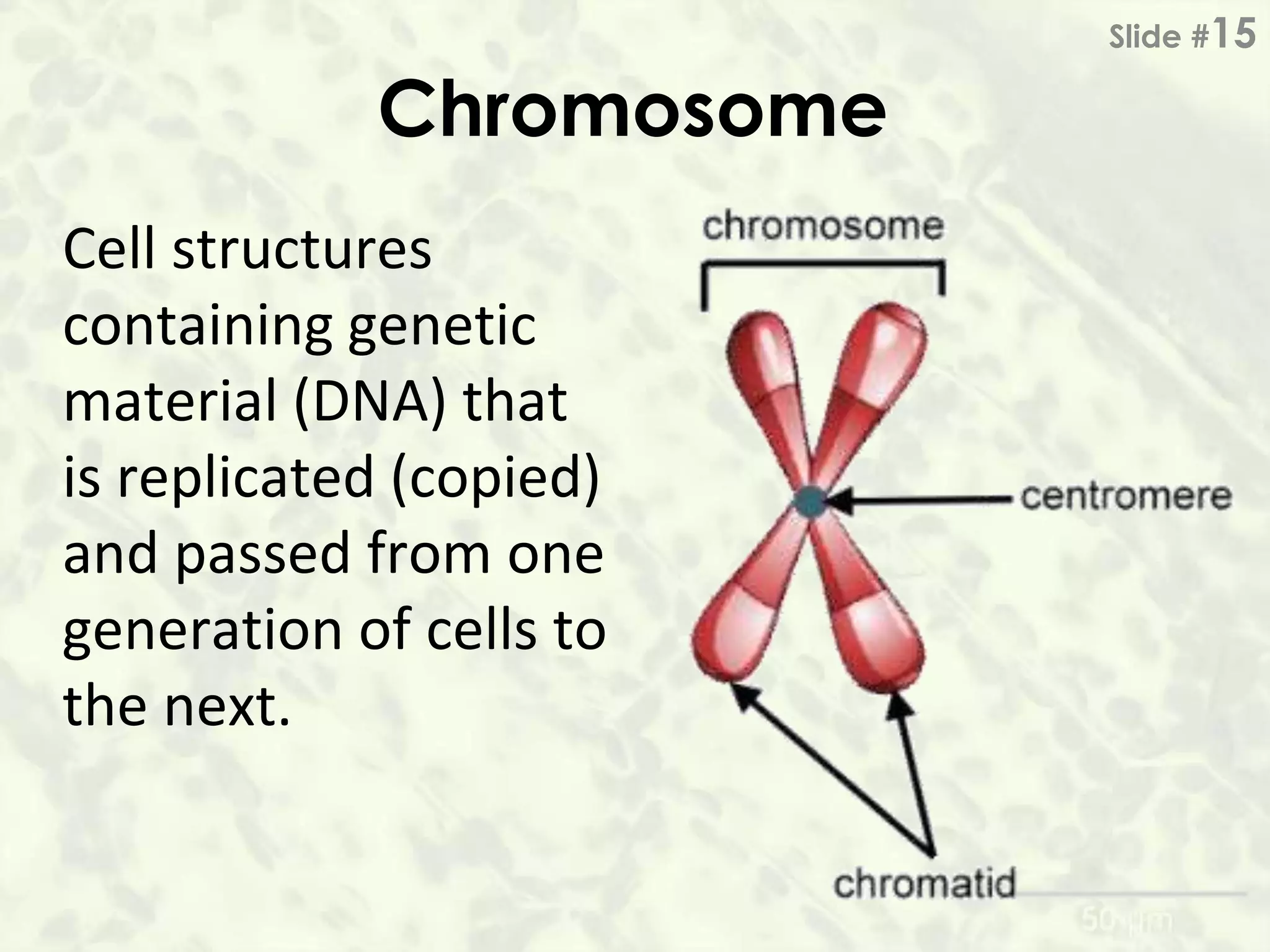 Cell processes vocabulary fall 2015.2 | PPTX