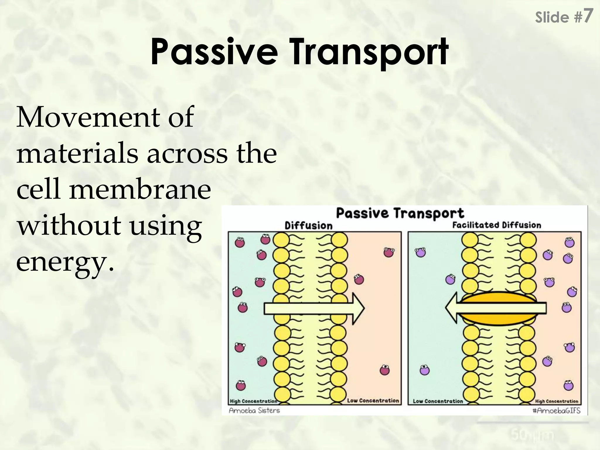 Cell processes vocabulary fall 2015.2 | PPTX