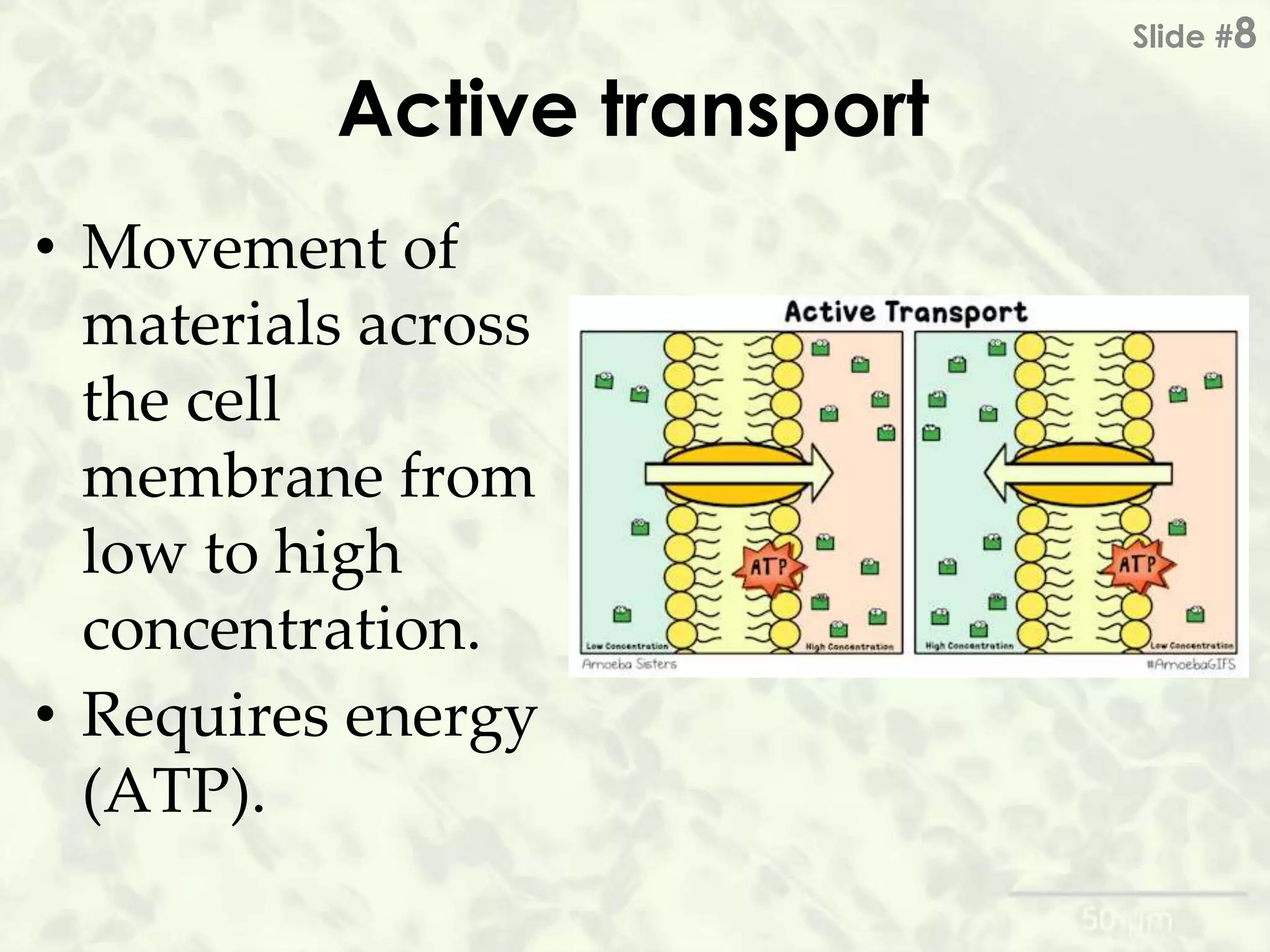Cell processes vocabulary fall 2015.2 | PPTX