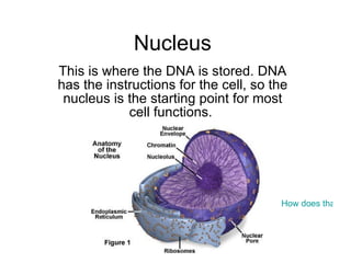 Cell project example | PPT | Biological Sciences | Science