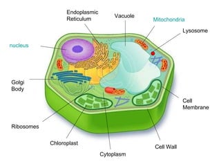 Plant Cell City Project