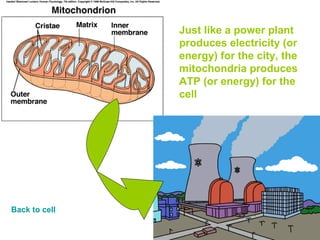 Plant Cell City Project Examples