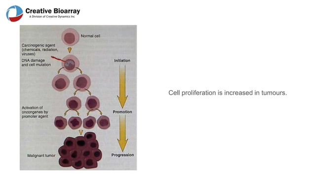 Cell proliferation assay services | PPTX