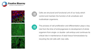 Cell proliferation assay services | PPTX