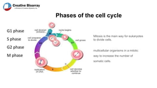 Cell proliferation assay services | PPTX