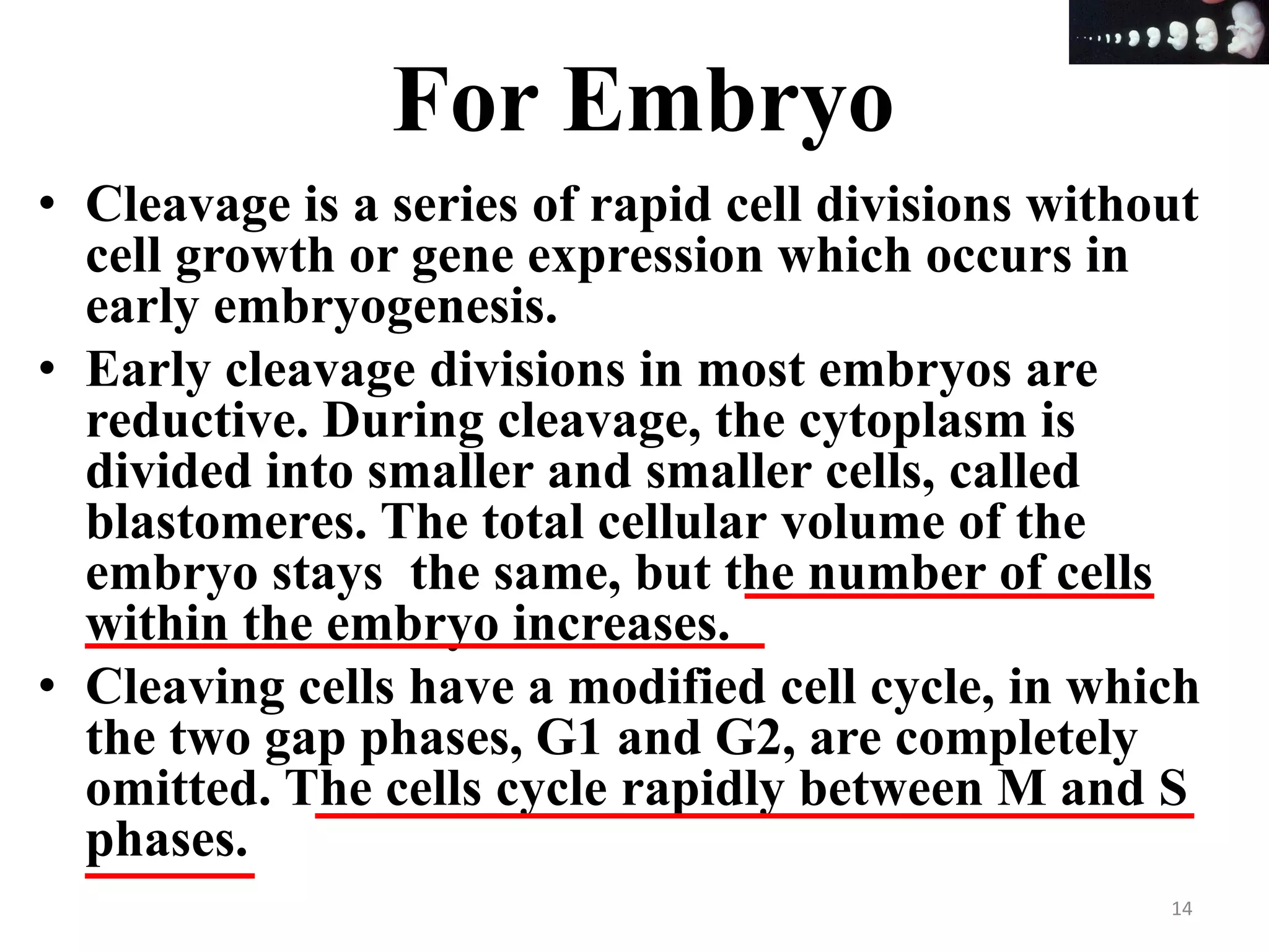 Cell proliferation & differentiation | PDF