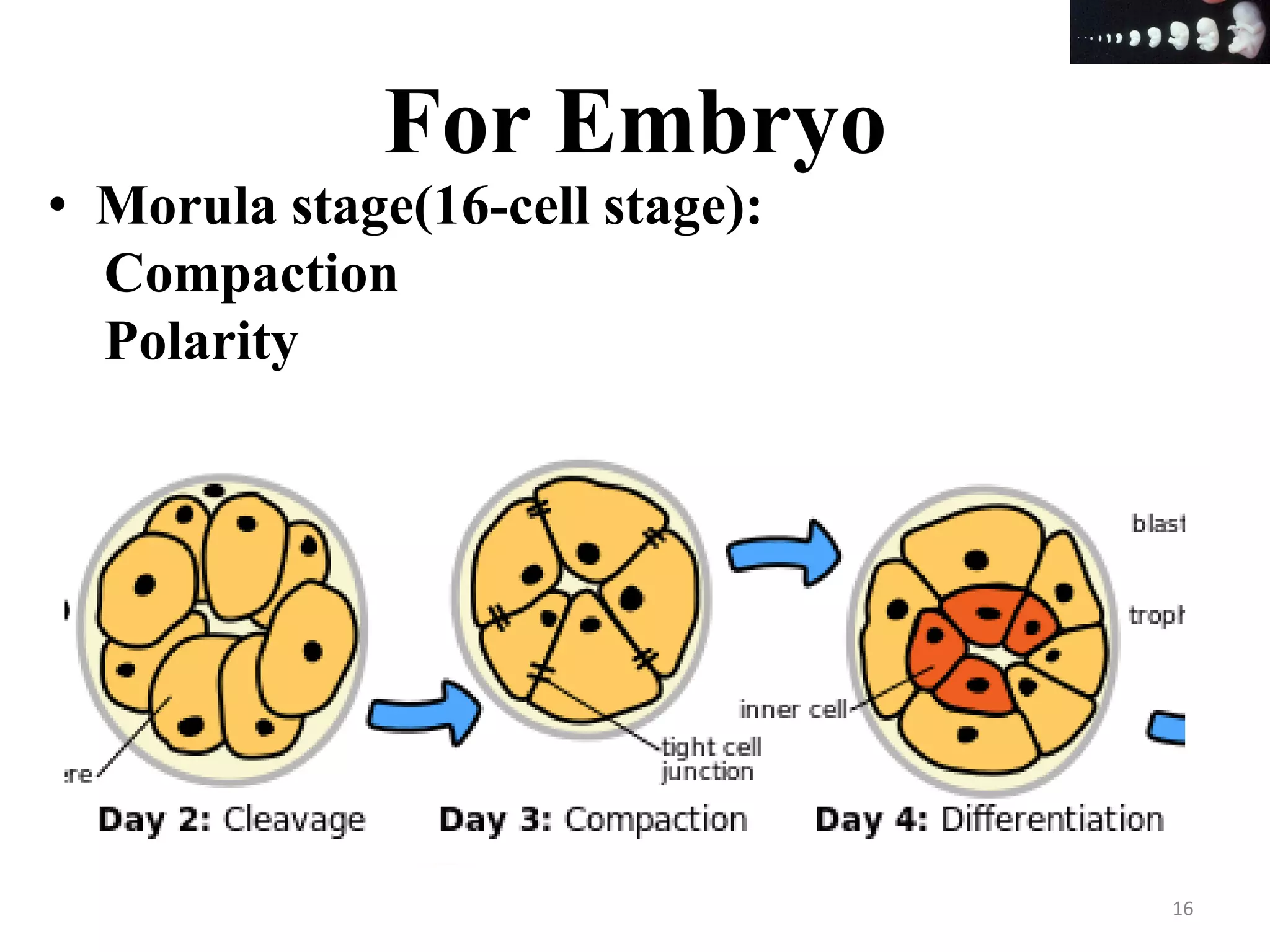 Cell proliferation & differentiation | PDF