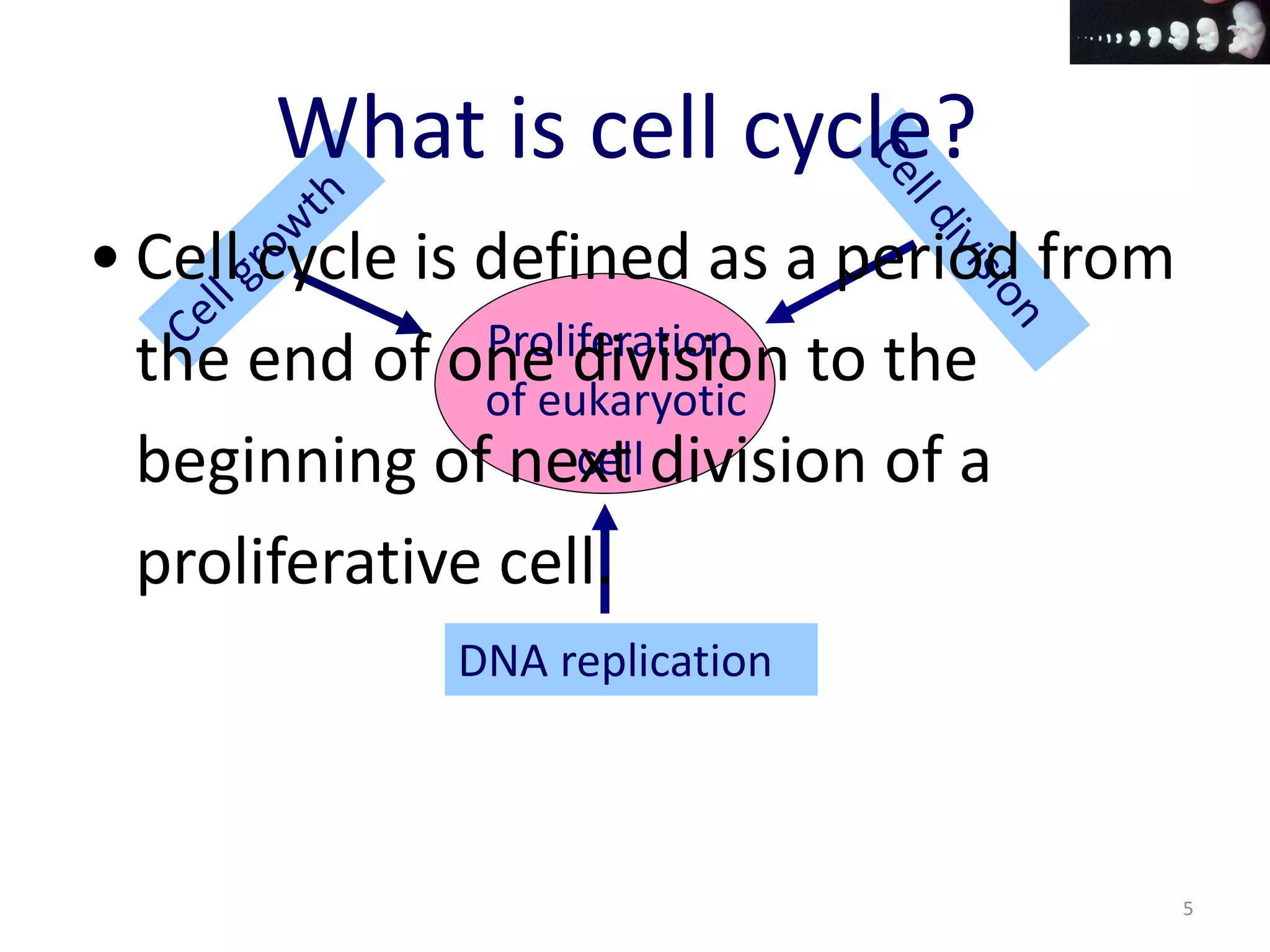 Cell proliferation & differentiation | PDF