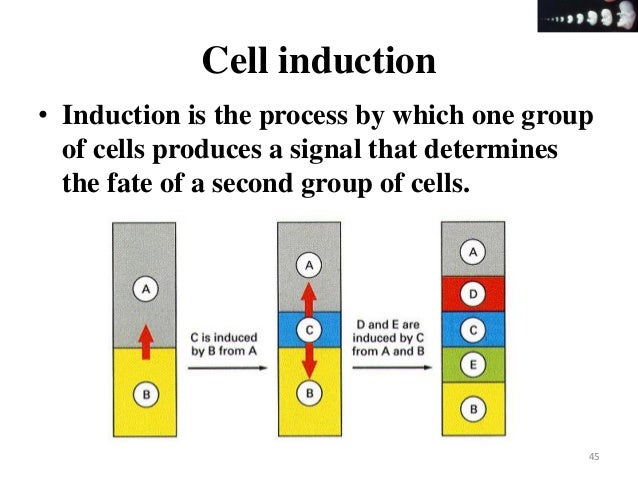 Cell proliferation & differentiation