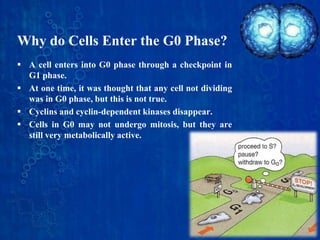 Phase G0 Cell Enters What