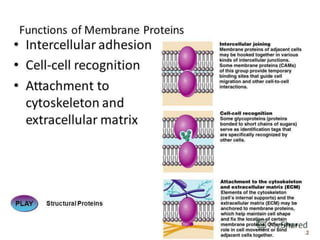 Cell recognition and adhesion | PPTX