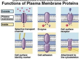 Cell Recognition Proteins