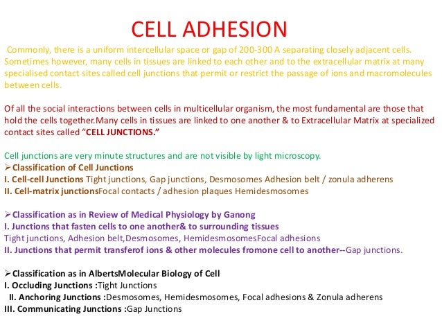 Cell recognition and adhesion
