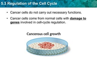 Cell regulation cancer 5.3 | PPTX