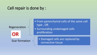 Cell repair | PDF