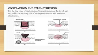 cell repair.pptx