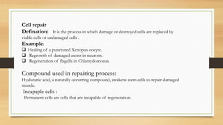 cell repair.pptx