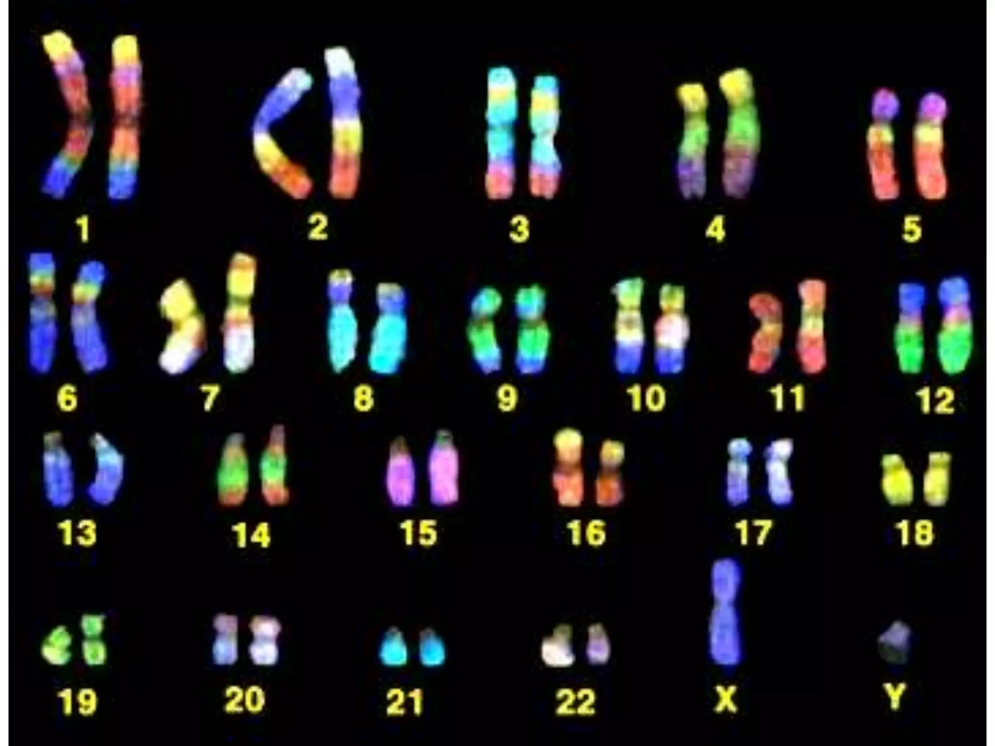 Cell Reproduction | PPTX