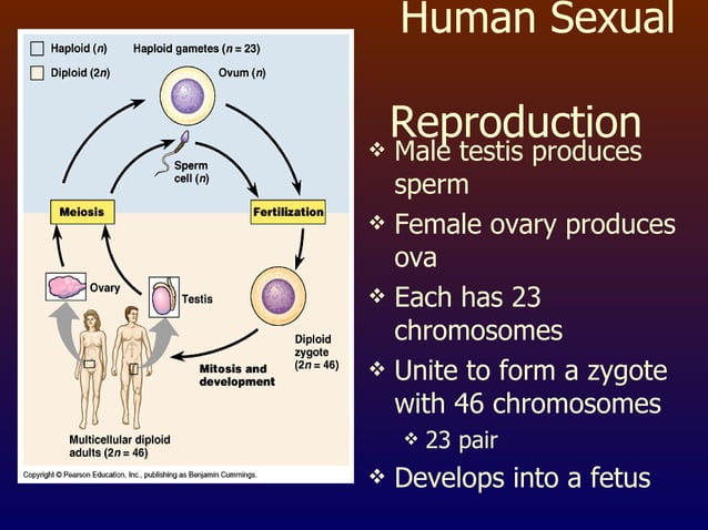 Cell Reproduction | PPT | Reproductive Health | Diseases and Conditions
