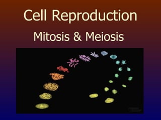 Cell Reproduction
