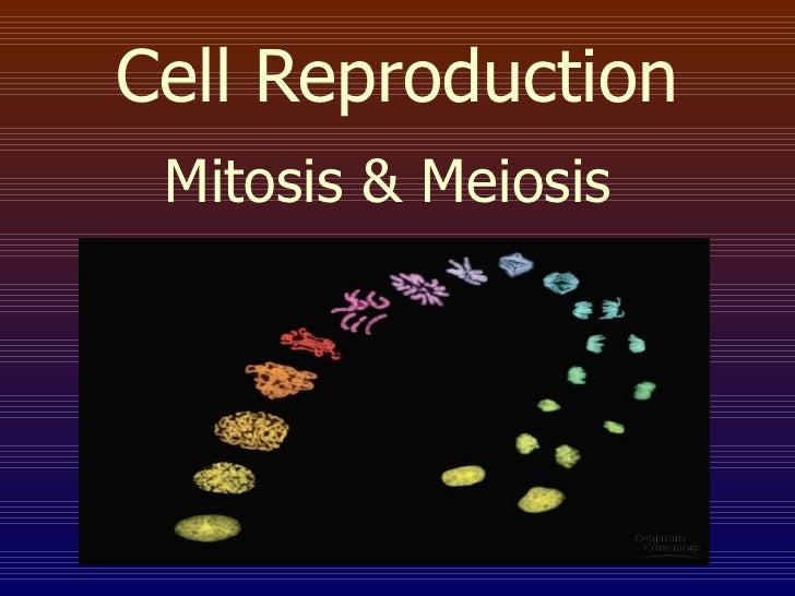Cell Reproduction Meiosis