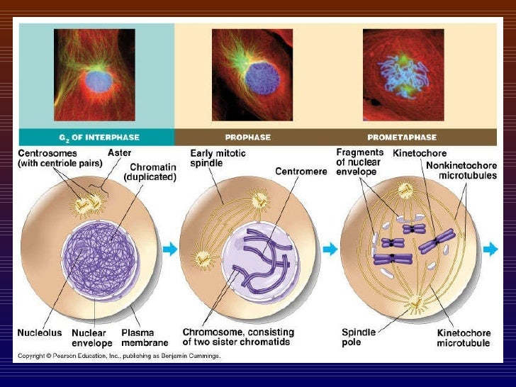 Cell Reproduction