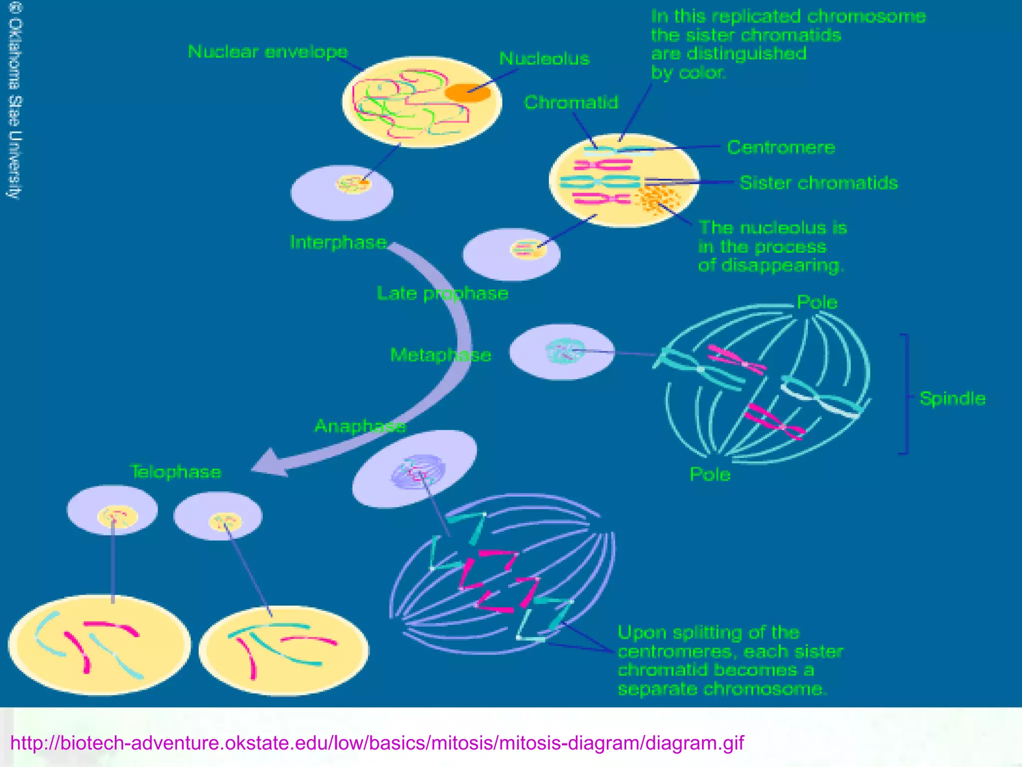 Cell reproduction | PPT