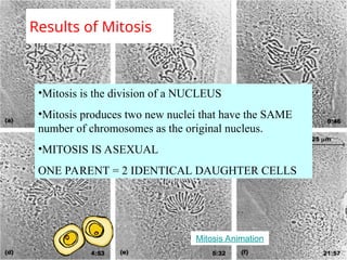 Comprehensive Overview of the Cell Cycle and Mitosis Process | PPT
