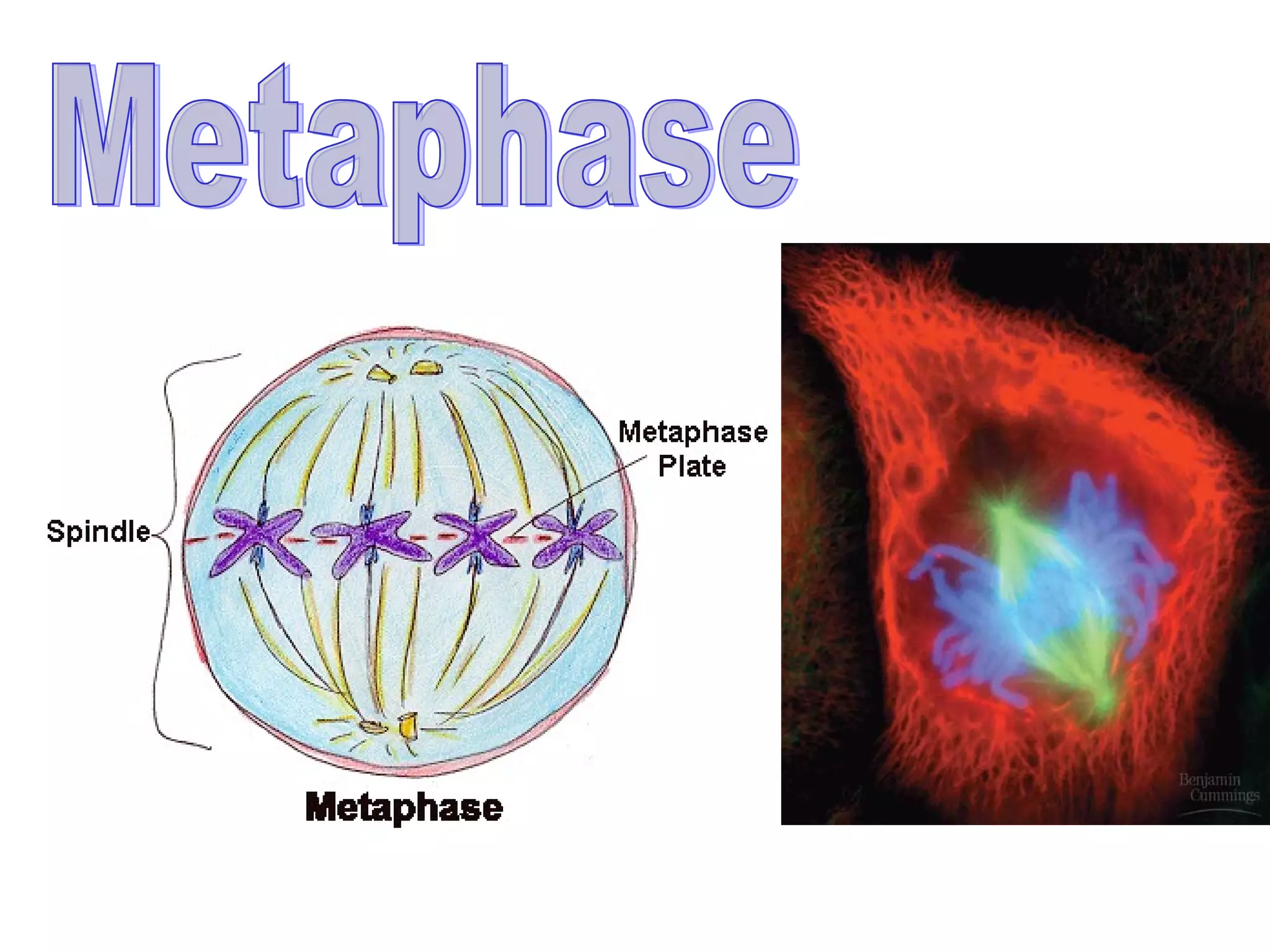 Cell reproduction | PPT