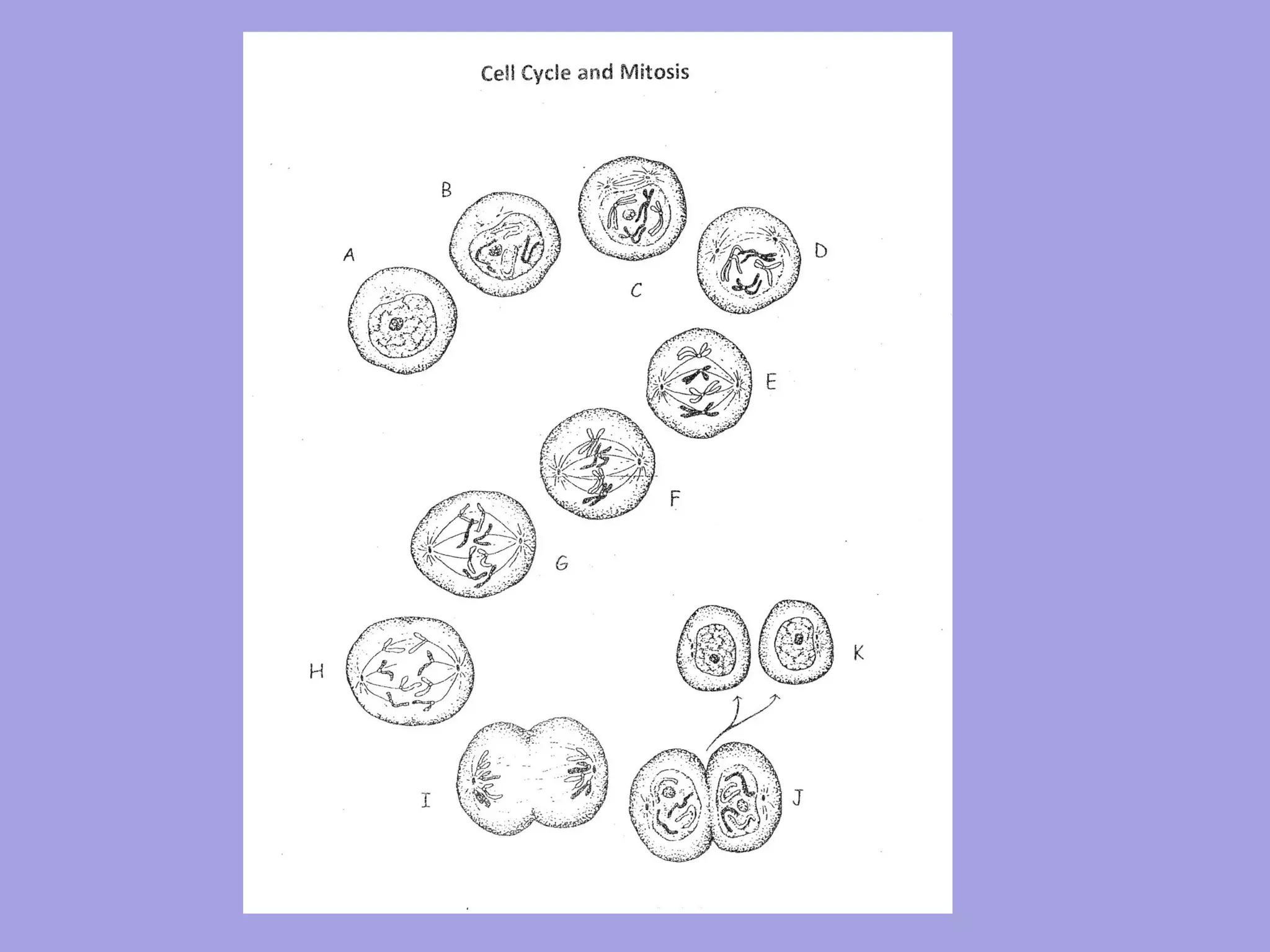 Cell reproduction | PPT